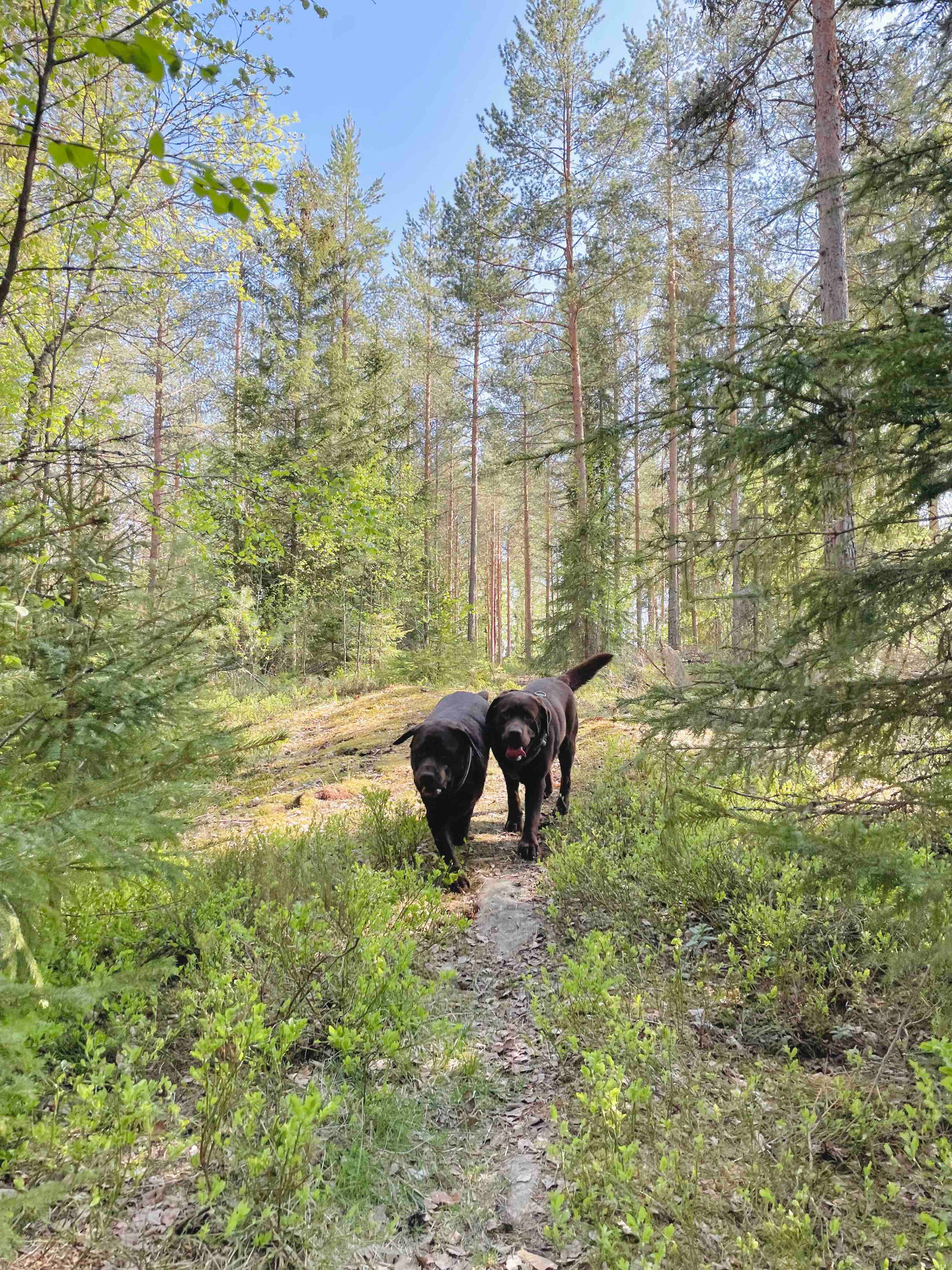 Alue :: Koirametsä Vapaa